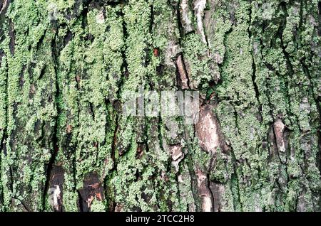 wooden background maple tree trunk with green moss close up Stock Photo ...