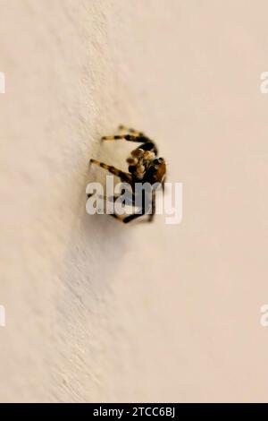 Vivid macro shot of a jumping spider on a green leaf with water ...