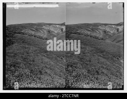 A field of wild pink mustard flowers in Palestine, showcasing the ...
