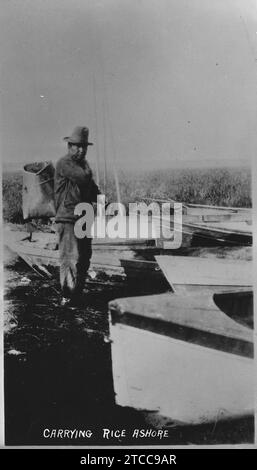 Wild rice harvesting and processing Stock Photo - Alamy