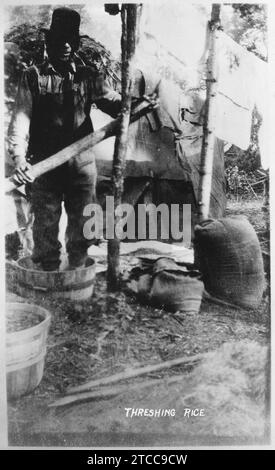 Wild rice harvesting and processing Stock Photo - Alamy