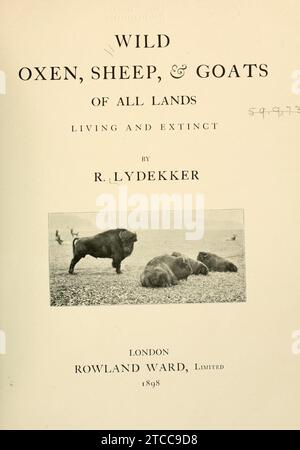 "Wild oxen, sheep & goats of all lands, living and extinct" (1898 Stock ...