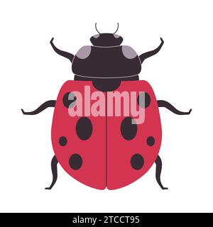 seven spot ladybird, color vector cartoon illustration of seven spotted ...
