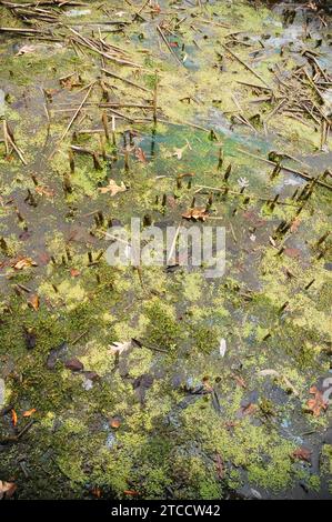 The Jockson Bog State Nature Preserve in Ohio Stock Photo - Alamy