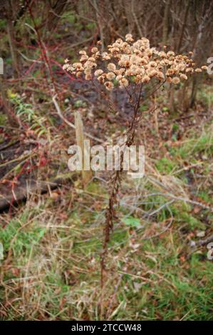 The Jockson Bog State Nature Preserve in Ohio Stock Photo - Alamy