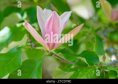 Magnolia × brooklynensis Evamaria, magnolia Evamaria, cup-shaped ...