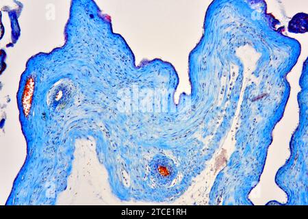 Human placenta section. Optical microscope X40 Stock Photo - Alamy