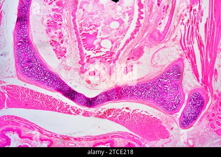 Trachea or windpipe cross section. Optical microscope X100 Stock Photo ...