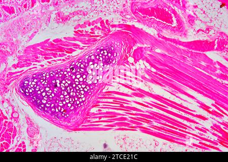 Trachea or windpipe cross section. Optical microscope X40 Stock Photo ...