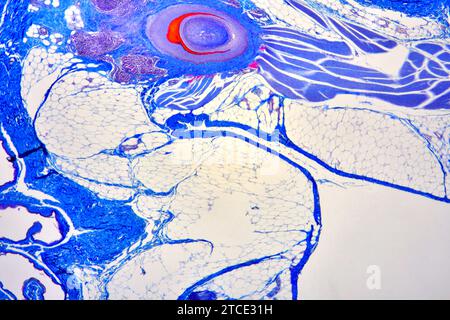 Chicken epidermis section showing adipose, connective and muscular ...
