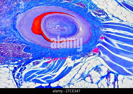 Chicken epidermis section showing adipose, connective and muscular ...