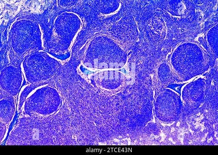 Human normal lymph gland. Optical microscope X40 Stock Photo - Alamy