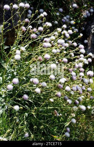 Cardo santo del Montgo or cardo ibizenco (Carduncellus dianius) is an ...