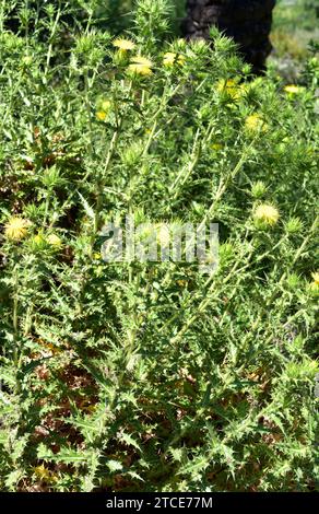 Cardo cabrero (Carthamus arborescens or Phonus arborescens) is a ...