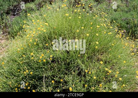 Ormenis scariosa or Cladanthus scariosus is a perennial herb endemic to ...