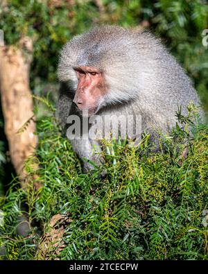Hamadryas baboon, Papio hamadryas, in the Asir Mountains in Saudi Arabia Stock Photo - Alamy