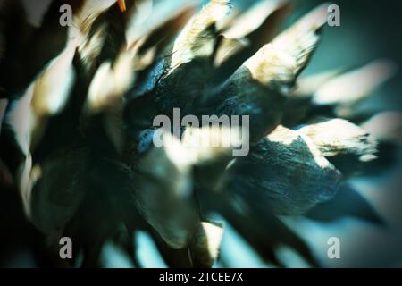 Forestry. A fir cone after the seeds have been dispersed in the winter ...