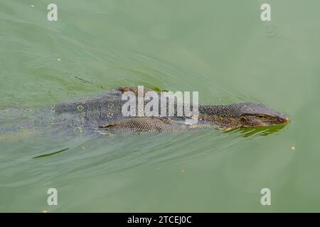 Monitor lizard swims in a pond in a city park in Thailand Stock Photo ...
