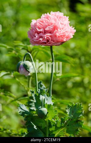 Double Pink Opium Poppy (papaver somniferum Stock Photo - Alamy