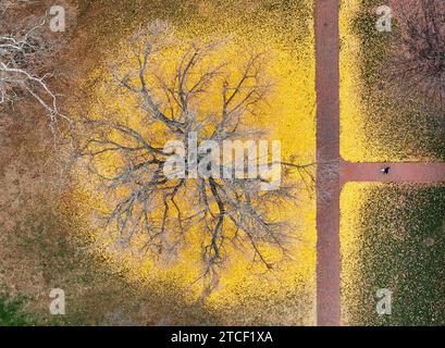 A beautiful Pratt Ginkgo tree loses its leaves in spectacular display ...
