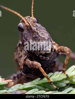 Common Groundhopper (Tetrix undulata Stock Photo - Alamy