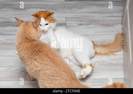 the cat is angry and preparing to attack. conflict between cats. cat ...