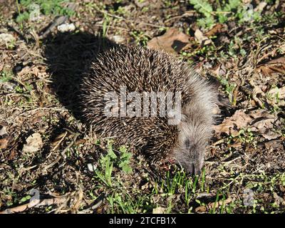dead hedgehog, Northern white-breasted hedgehog, Nördlicher ...