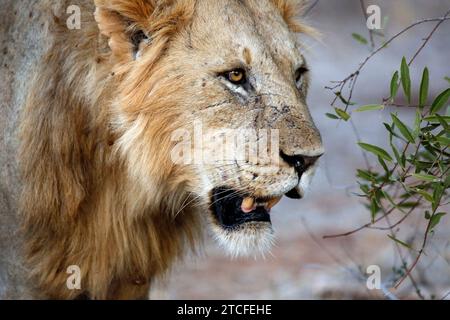 Male lion (Panthera leo) passing by an elephant (Elephas maximus) at ...