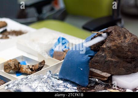 Fossils being repaired in a paleontology laboratory, reconstructing ...