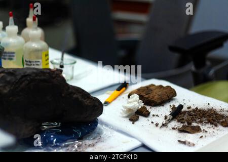Fossils being repaired in a paleontology laboratory, reconstructing ...