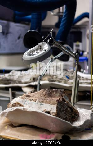 Fossils being repaired in a paleontology laboratory, reconstructing ...