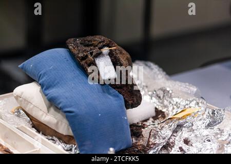 Fossils being repaired in a paleontology laboratory, reconstructing ...