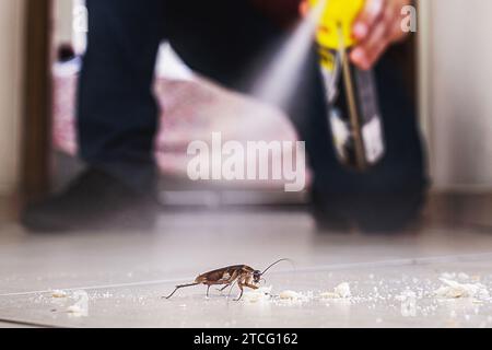 cockroach being killed indoors, aerosol poison spray, insect ...