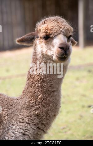 alpaca are slender bodied animals with long legs and neck and small ...