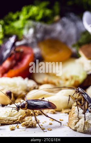 many cockroaches on human waste, food scraps and plastic contaminating ...