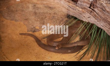 The Eastern Brown Snake is a long and slender snake; its upper surface ...