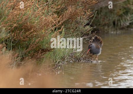 Water Rail Rallus aquaticus wading in a swamp Stock Photo - Alamy
