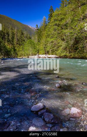 in Dosewallips River Valley, Olympic National Forest, Washington State ...