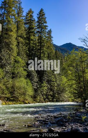 The fast glacial waters of the Dosewallips River, Olympic National ...
