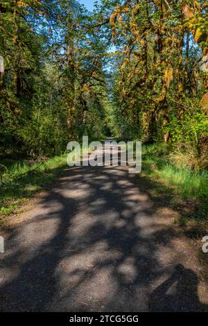 Trail following abandoned road in Dosewallips River Valley, Olympic ...