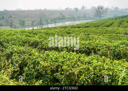 Many rows of lush tea plants,and river beyond,in one of Thailand's ...