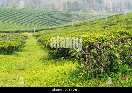 Thai tea plants,regularily sprinkled with water to keep healthy,in one ...