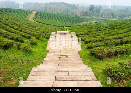 Many rows of lush tea plants,and river beyond,in one of Thailand's ...