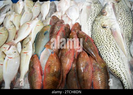 Fresh fish displayed by a vendor at the Souq Al Jubail is a large fresh ...