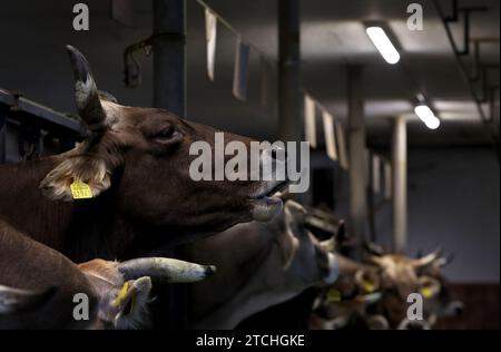 Immenstadt, Germany. 13th Nov, 2023. Calves stand in front of so-called ...