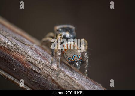 An undescribed new species of Peacock Spider (Maratus) from the SW of ...
