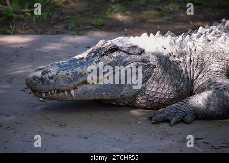 Alligators have a long, rounded snout that has upward facing nostrils ...