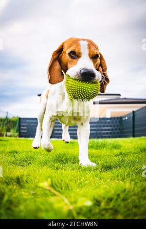 Dog Beagle with a ball in backyard runs towards camera Stock Photo - Alamy