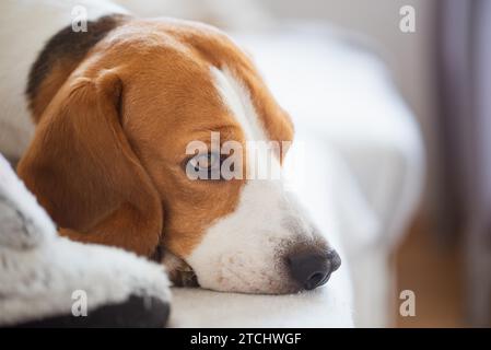 Beagle dog waiting for owner, sadness in big doggy eyes. Patiently ...