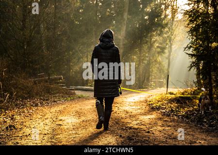 dog on a leash on a beautiful track Stock Photo - Alamy